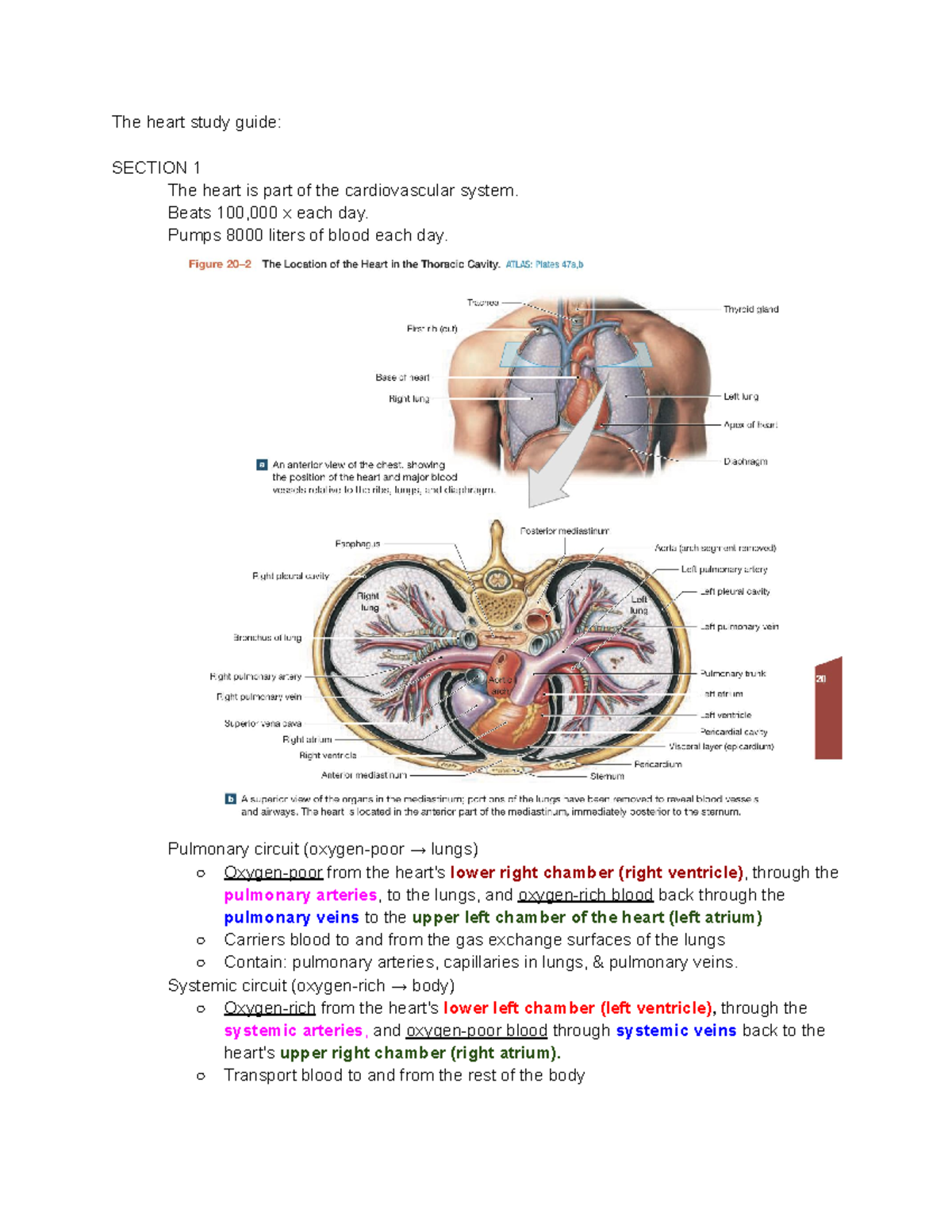 Heart Study Guide: Understanding Cardiovascular System Functions and ...
