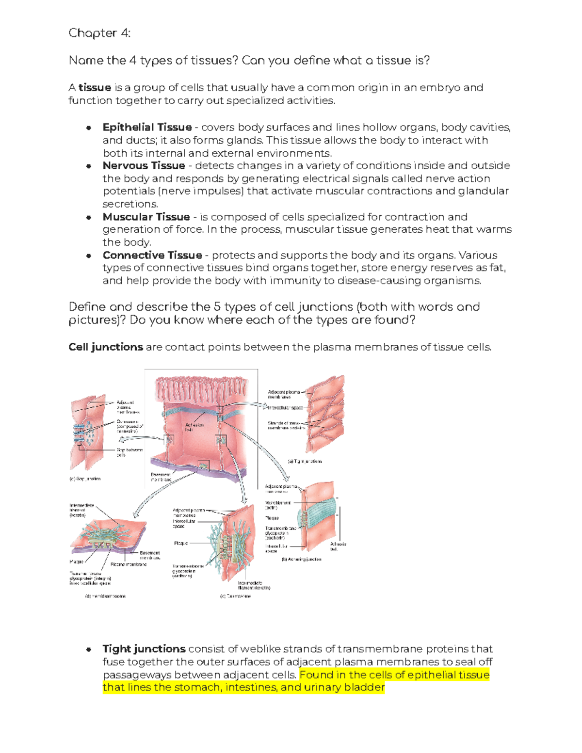 A&P 202 - Exam 2 Review: Tissue Types, Functions & Integumentary ...