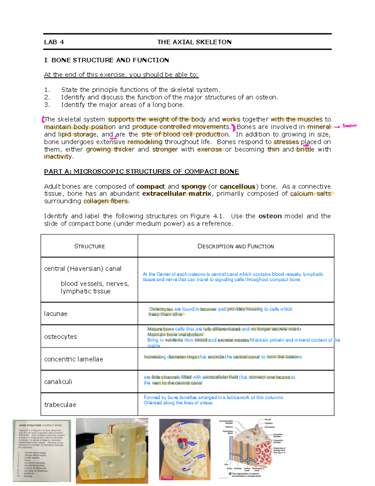 LAB 4 - Axial Skeleton - Detailed Answer Key for Bone Structures - Studocu