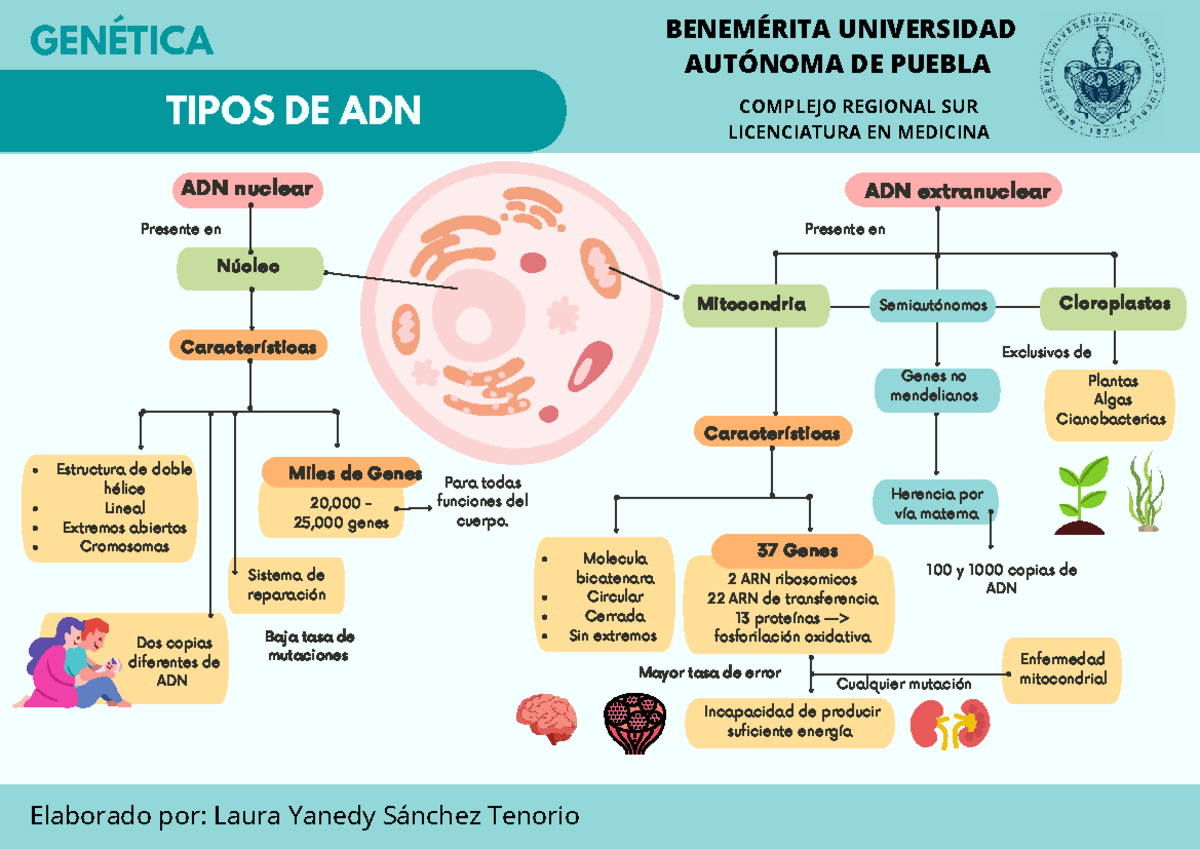 Tipos de ADN - Mapa de ADN Nuclear y Extranuclear en Medicina - Studocu