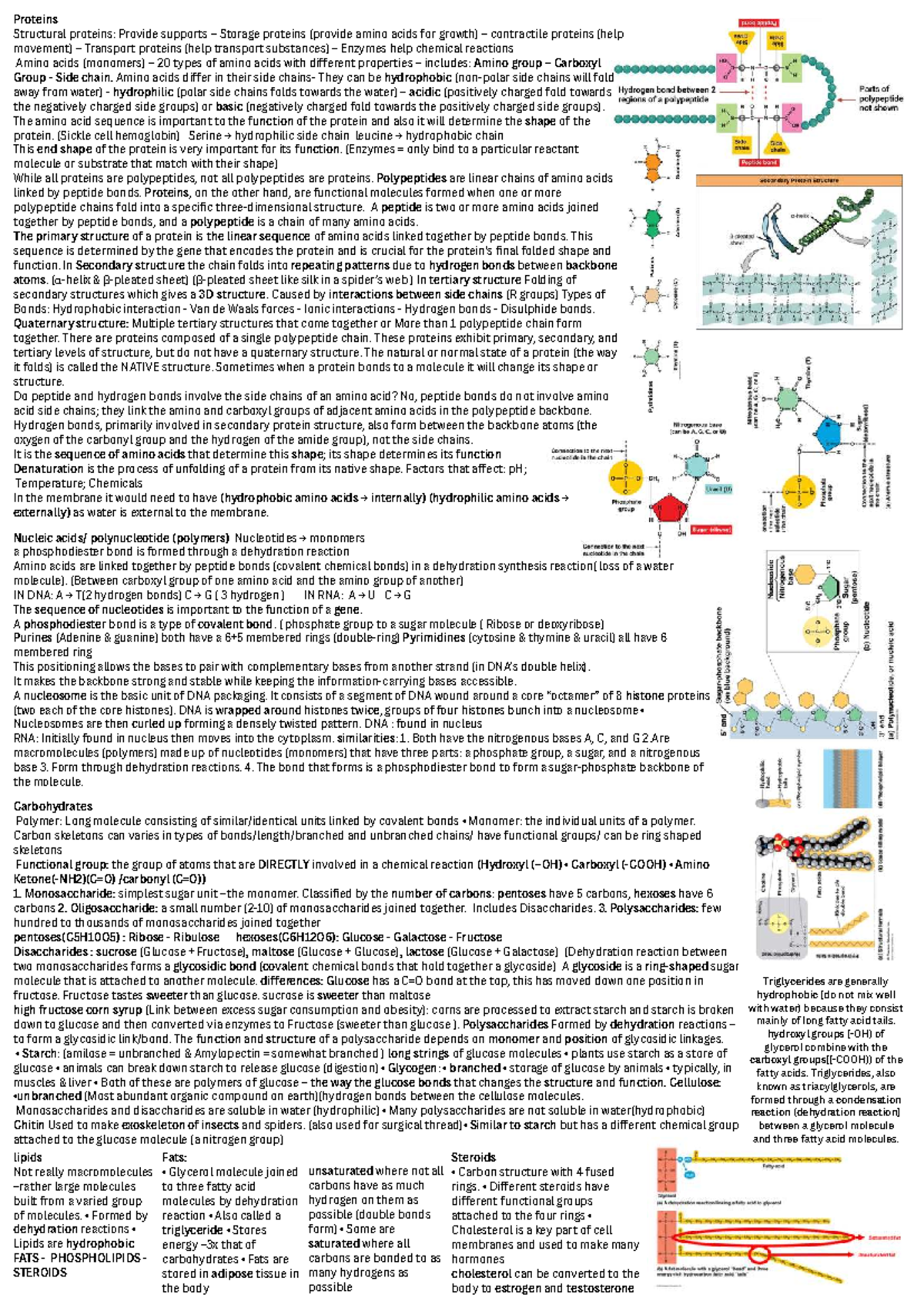 Molecular Bio 1: Comprehensive Cheat Sheet on Proteins & Nucleic Acids ...
