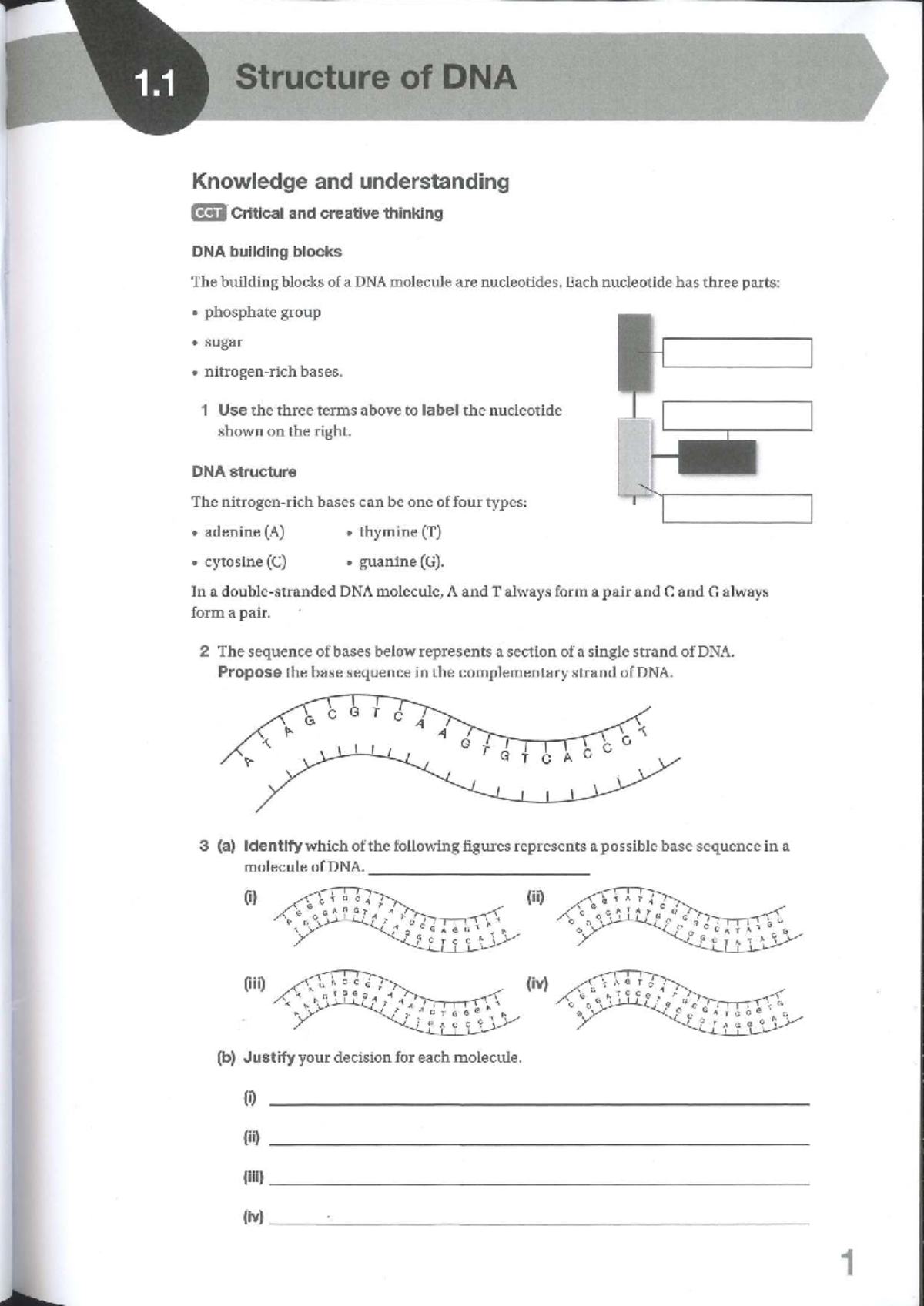 1.1 Structure of DNA: Nucleotides and Base Pairing Analysis - Studocu