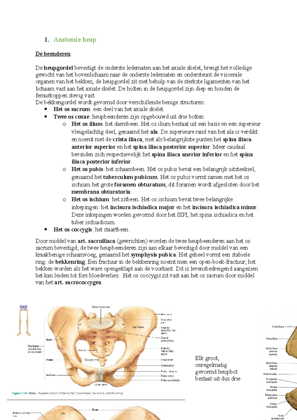 Anatomie heup - 1. Anatomie heup De beenderen De heupgordel bevestigt ...