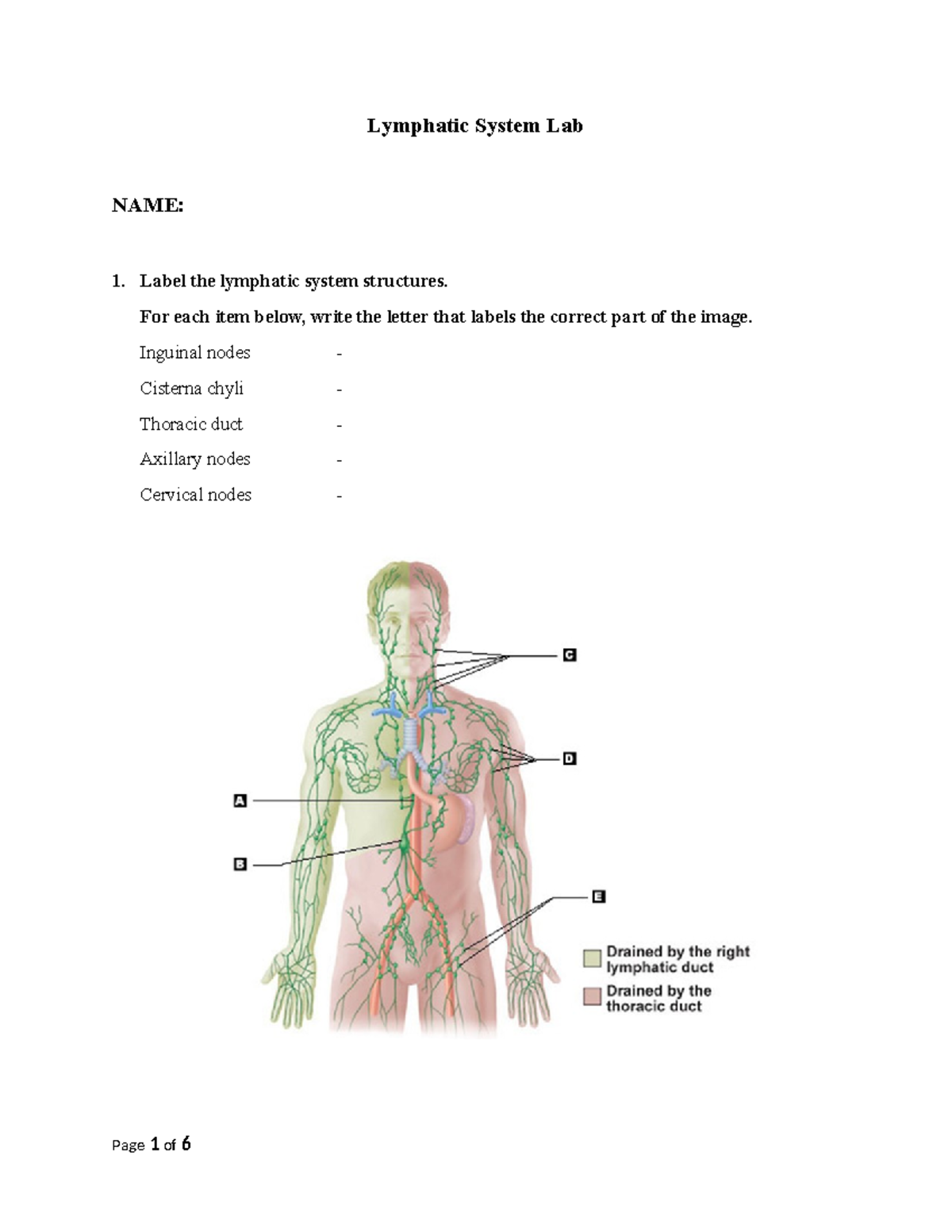 Lymphatic System Structures Lab: Identification and Labeling Guide ...