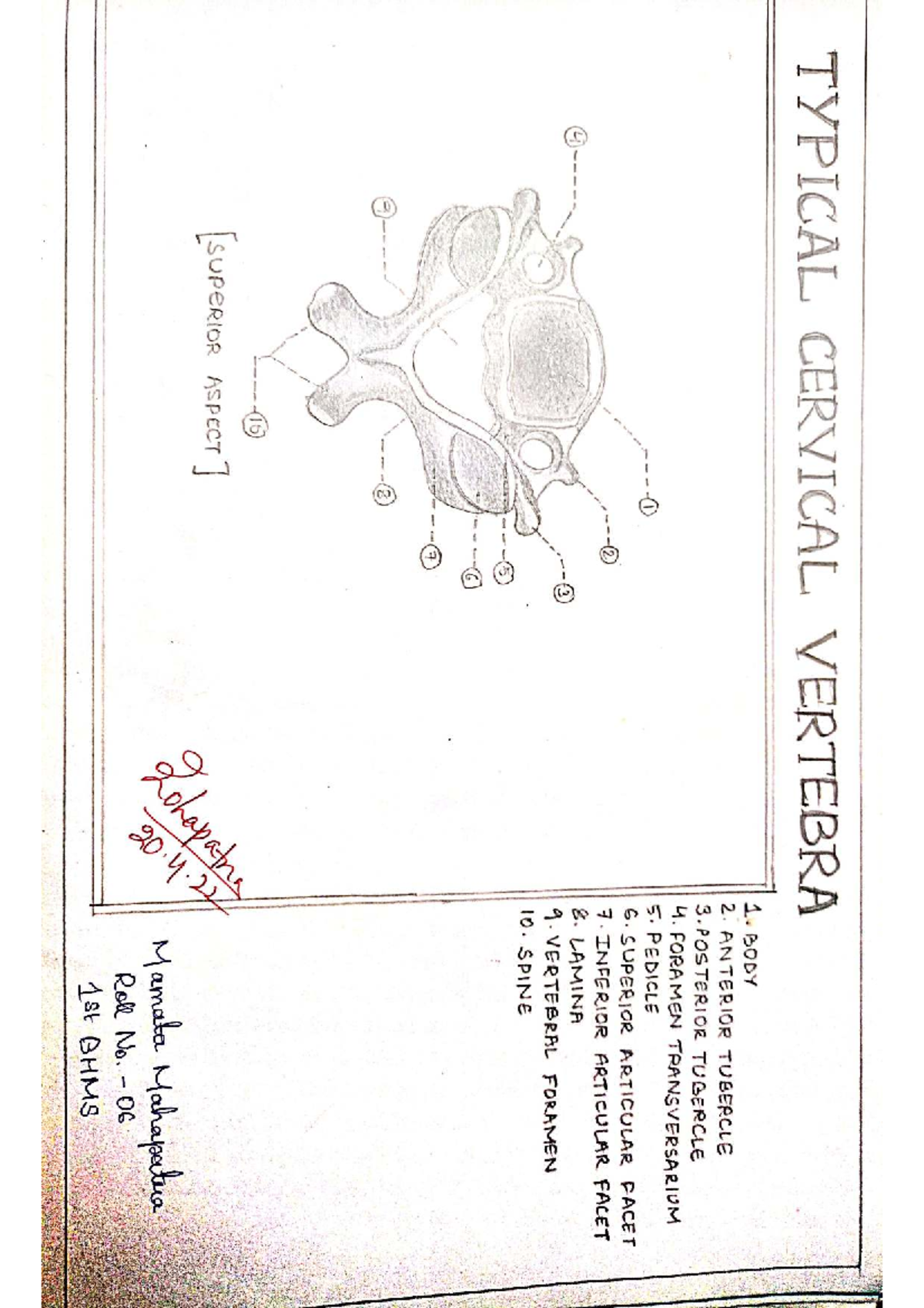 Anatomy Record: Typical & Atypical Vertebrae - 1st BHMS - Studocu