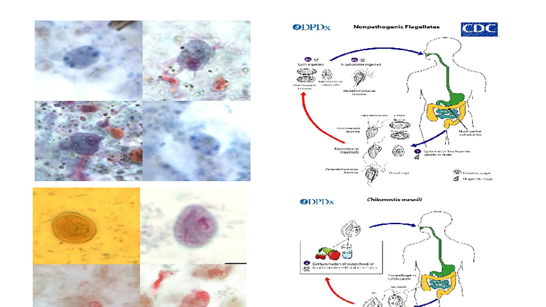 2a 2b X Cysts and Trophozoites of Intestinal Parasites: A Study Guide ...