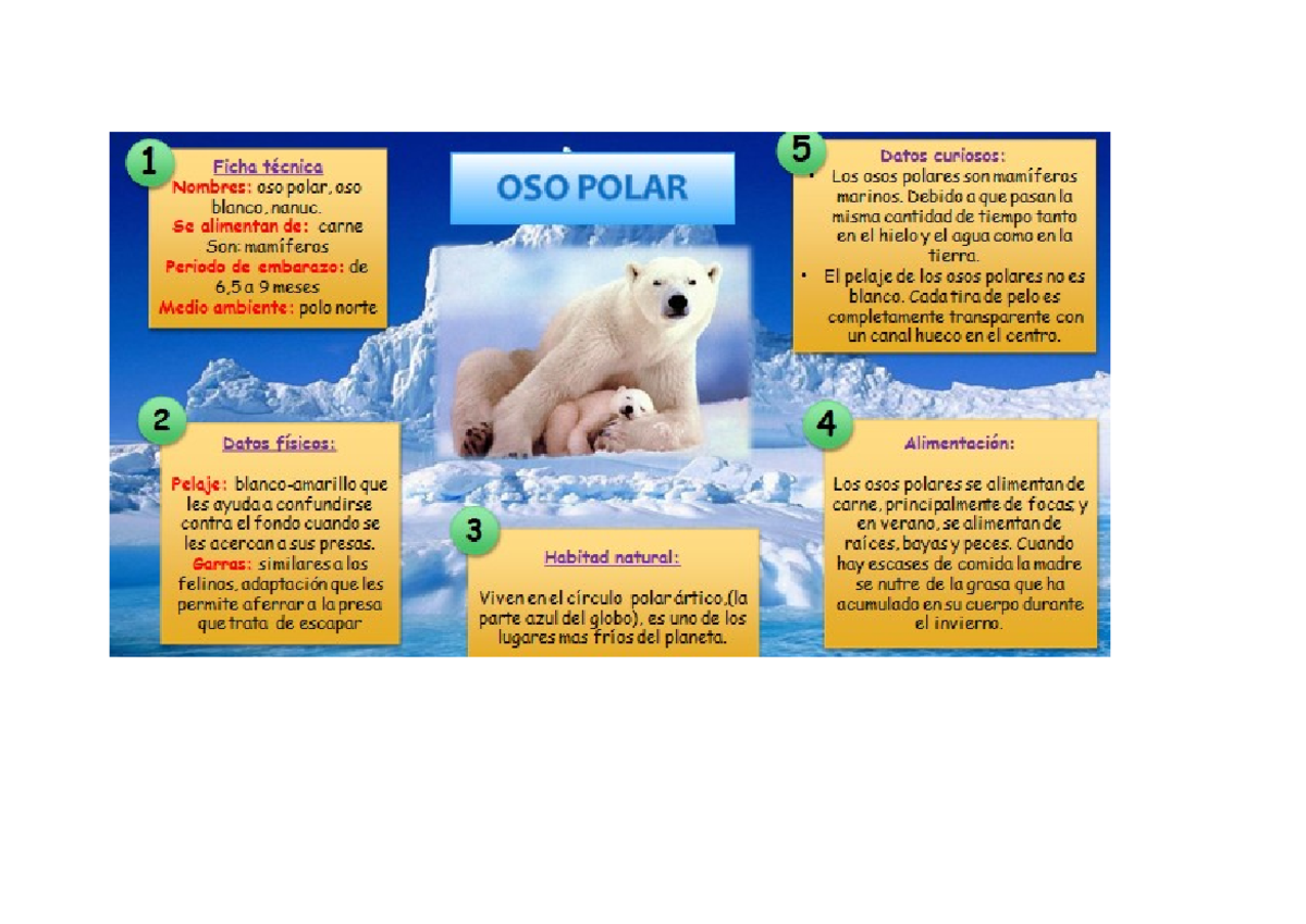 Hoja De Trabajo De Comprensión Del Oso Polar