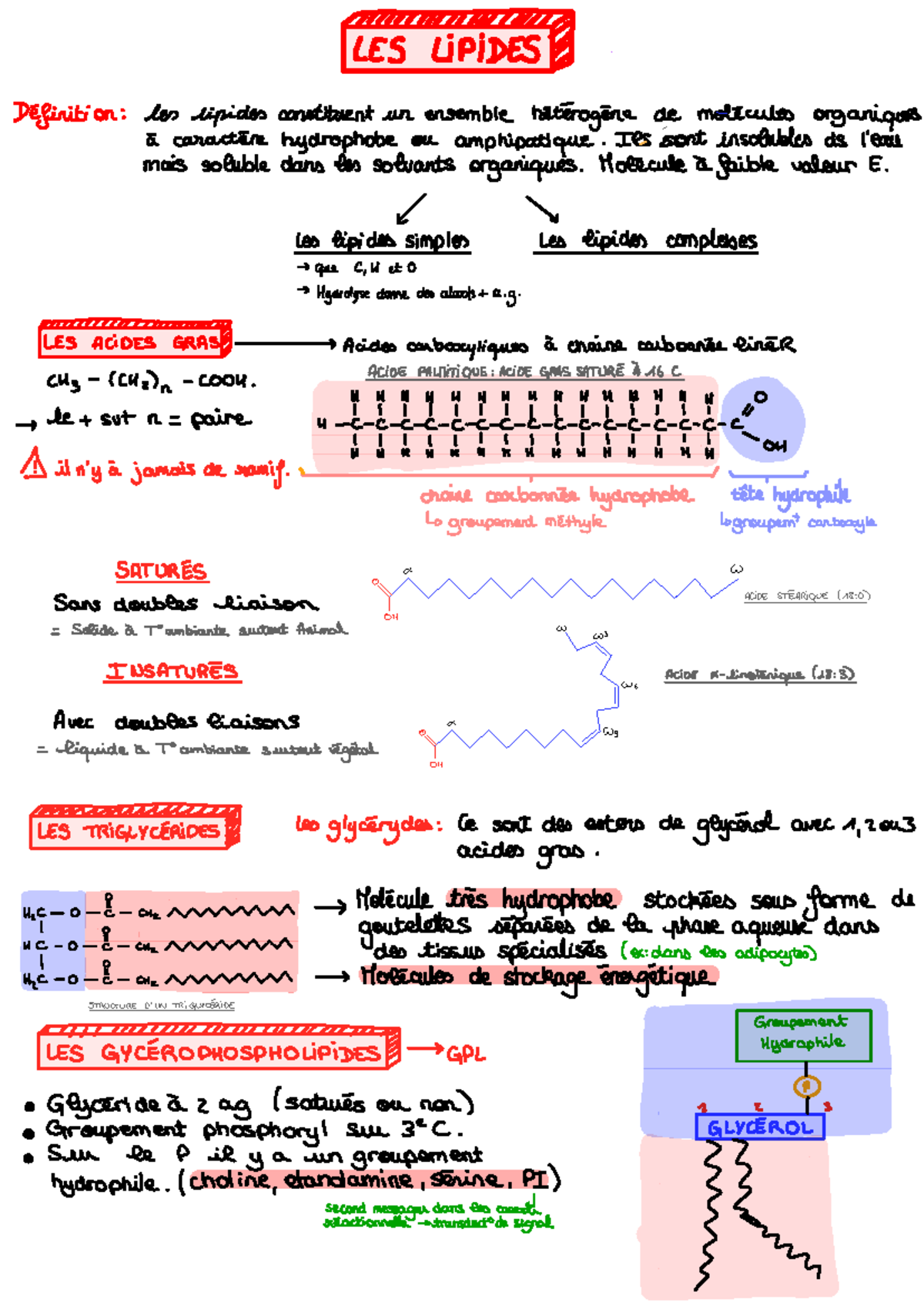 Les Lipides - Fiche de Révision CAPES SVT - Studocu