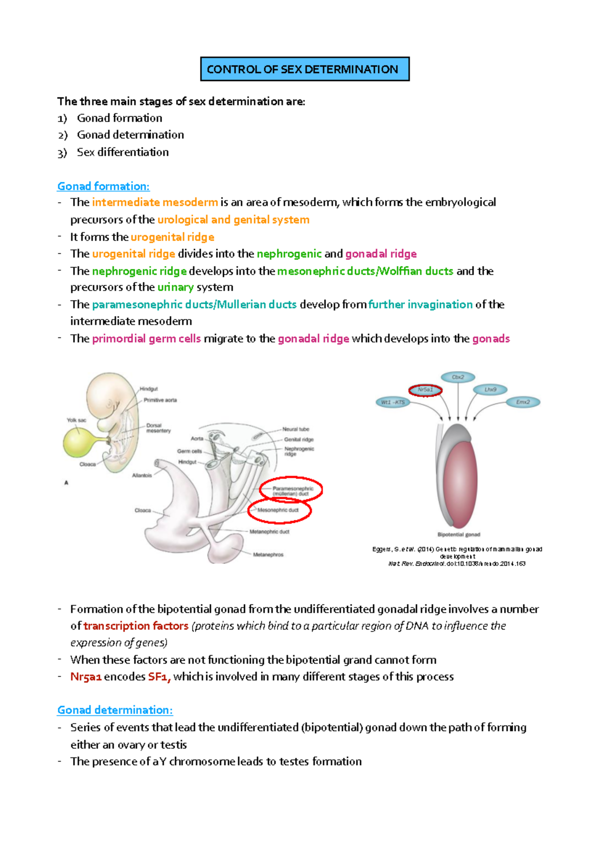 Control of sex determination notes - The three main stages of sex ...