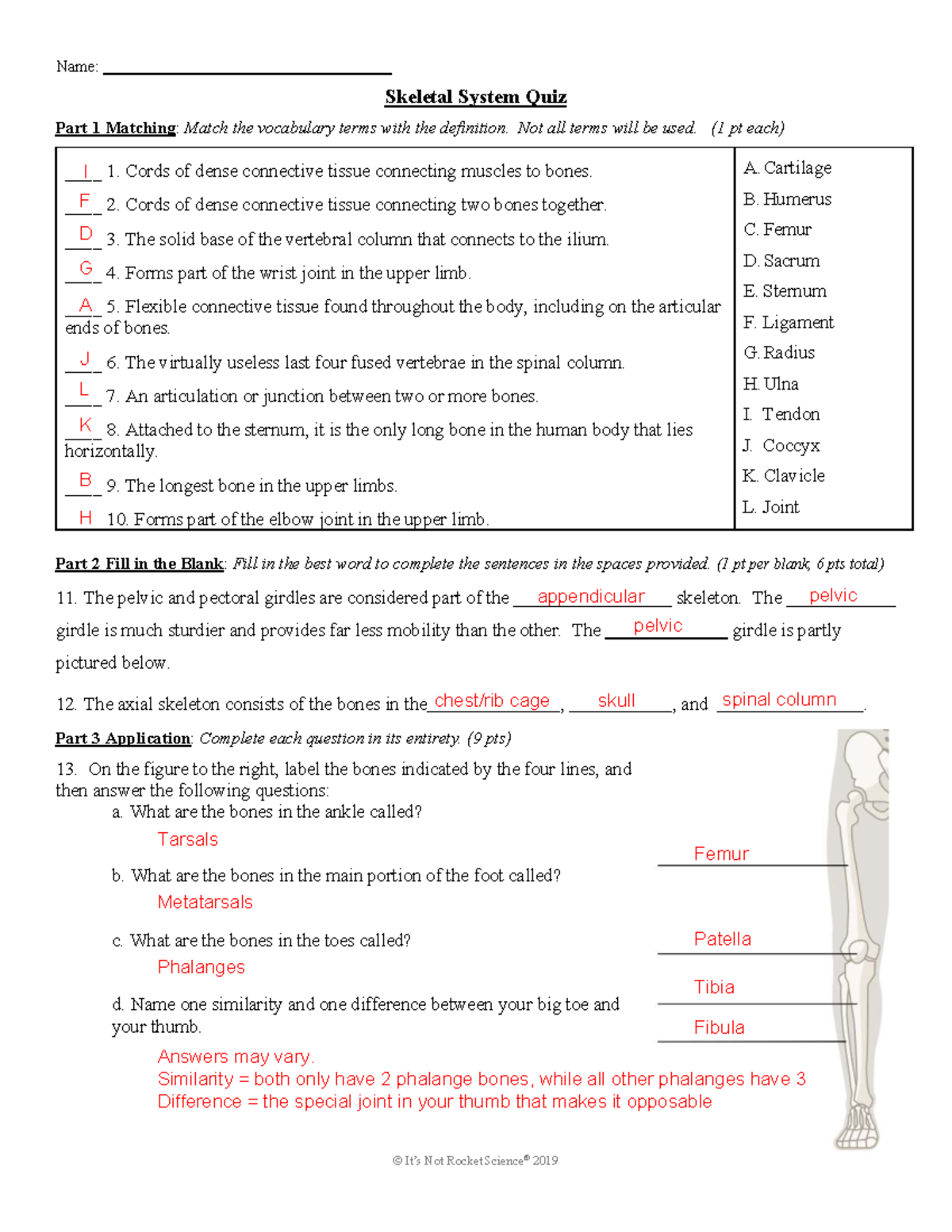 Quiz - Skeletal System (BIO 101) Answer Key and Matching Guide - Studocu