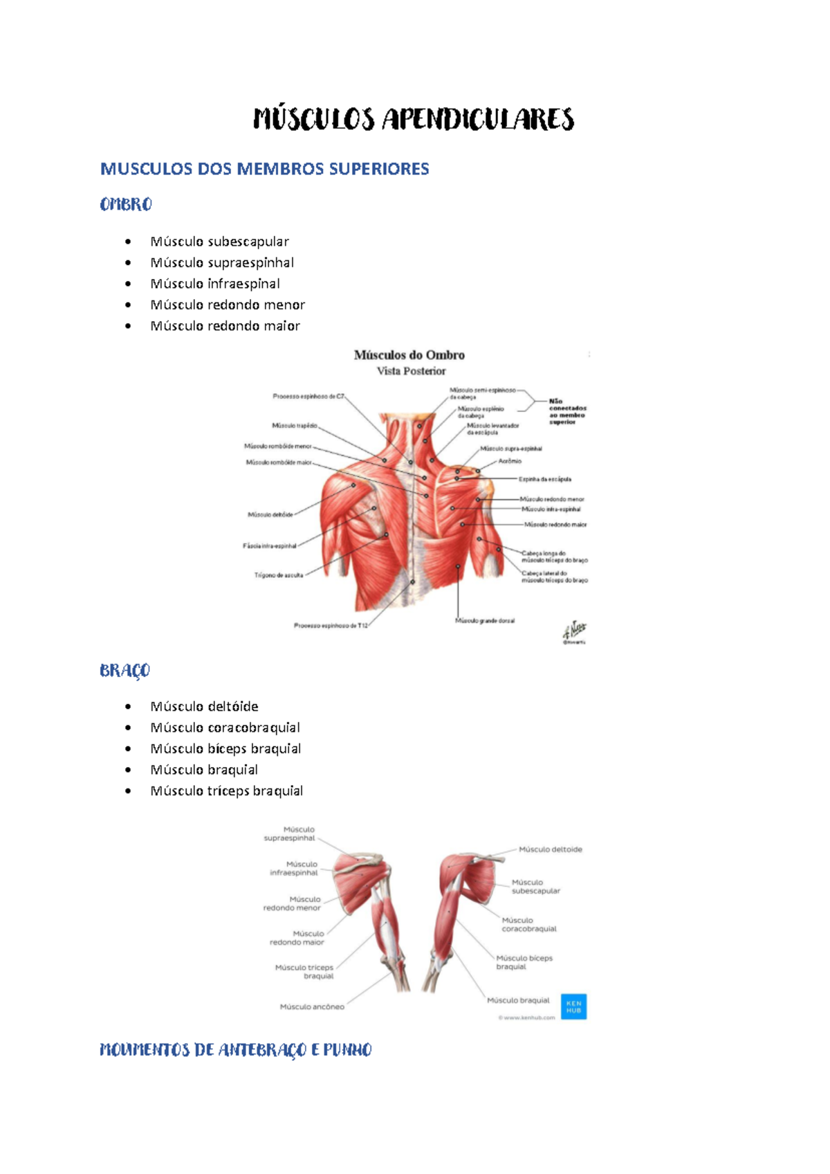 Músculos Apendiculares: Estrutura e Função dos Membros Superiores e ...