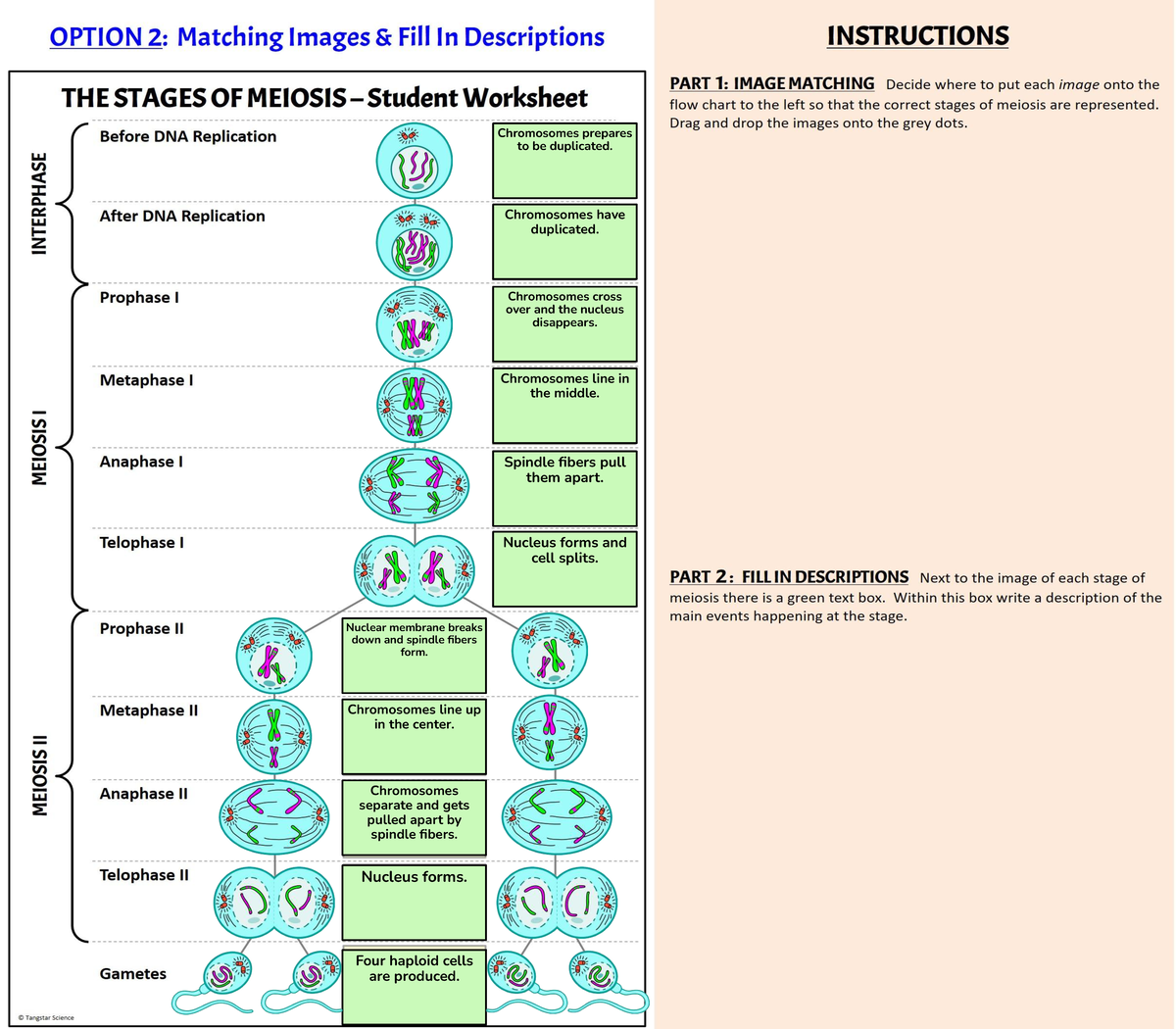Meiosis Process Overview - Copy of 2. Meiosis Matching Activity - Studocu