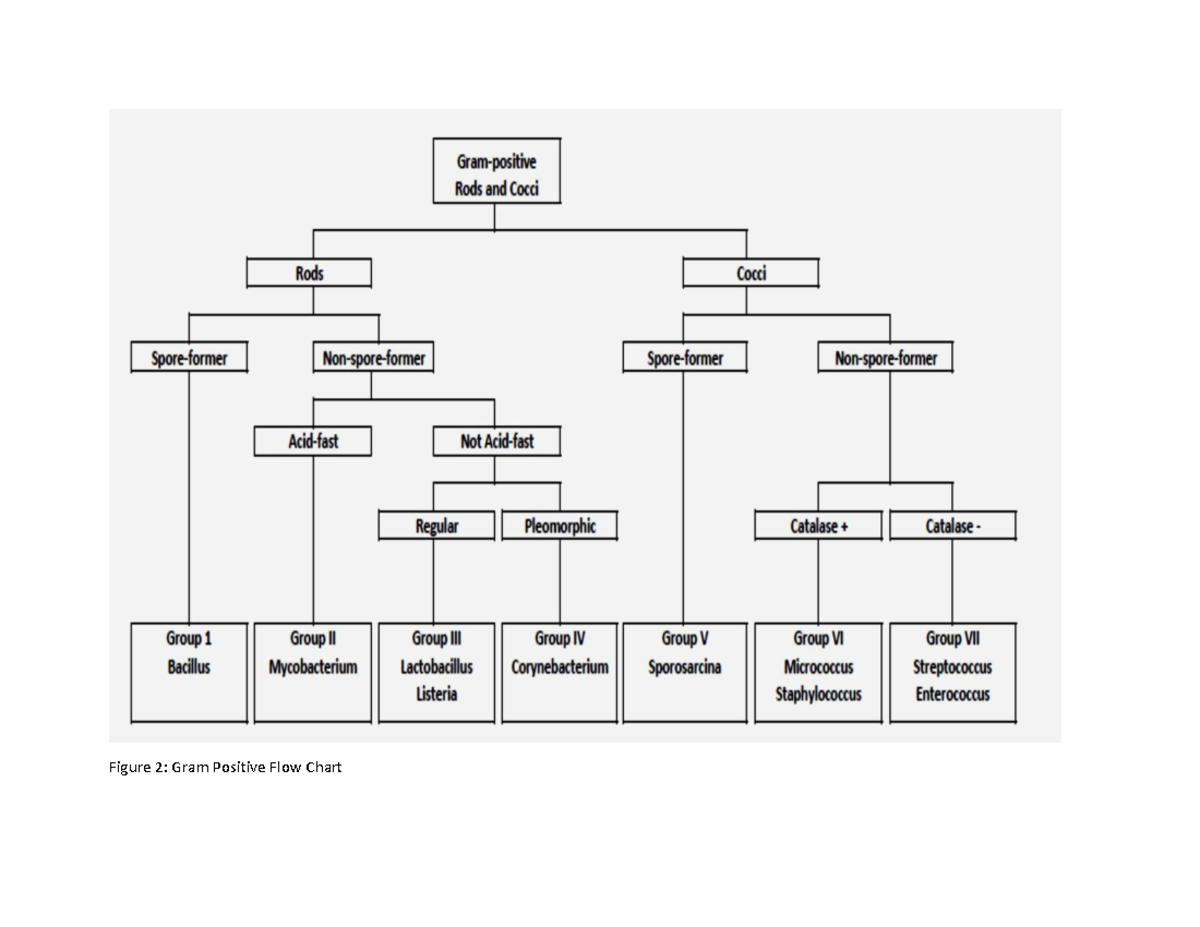 Flow Chart Gram Positive-1-1 - BIOL-125 - Rods and Cocci Rods Not ...