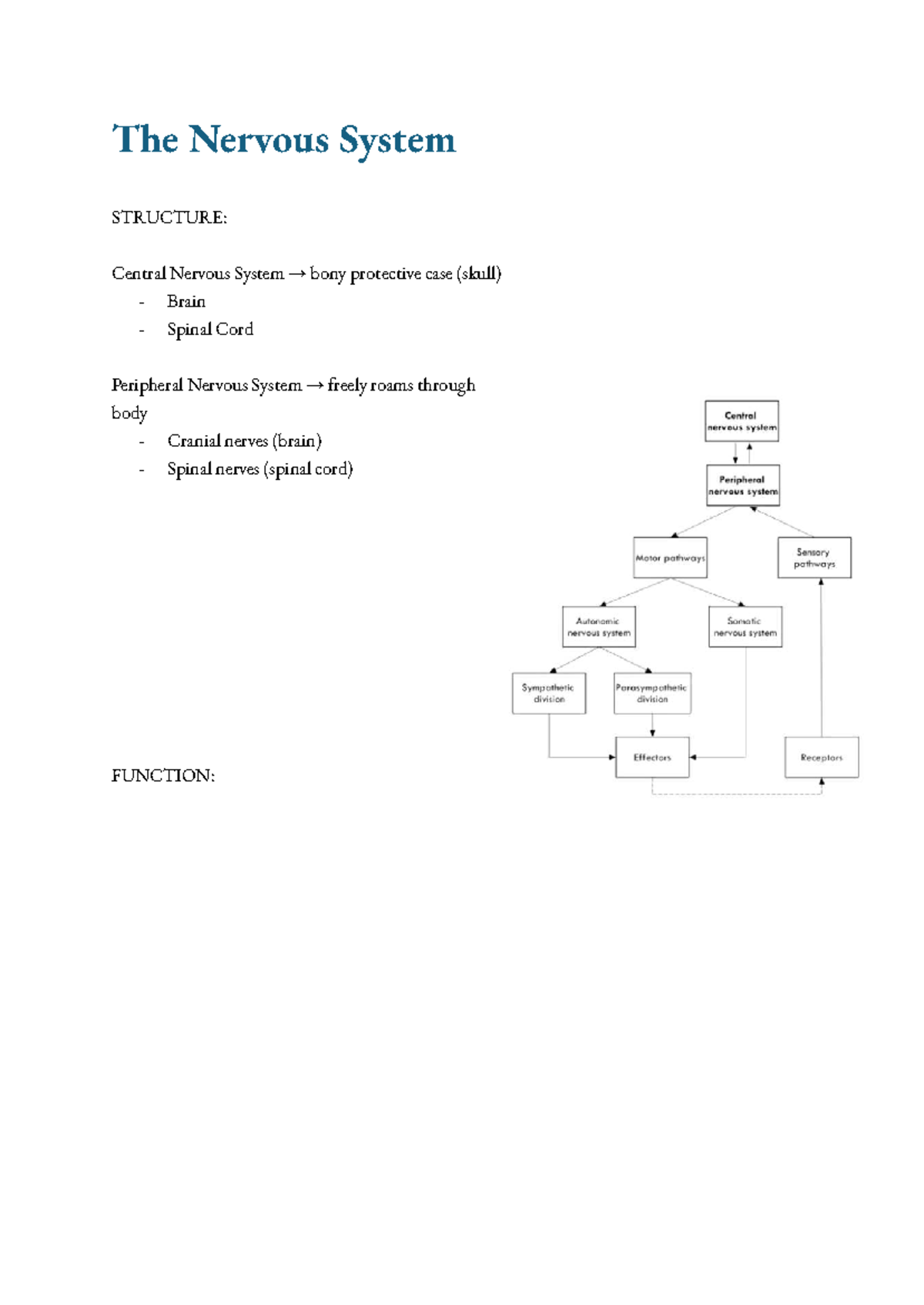 Nervous System & Action Potential Notes (BIO 101) - Studocu