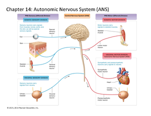 Body System Interaction Scenarios - Name: Date: Body System Scenarios ...
