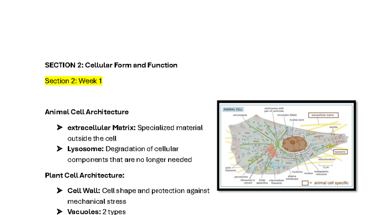 Bio 101: Section 2 - Cellular Form and Function Notes - Studocu