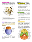 Neuroanatomía - UDO - Studocu