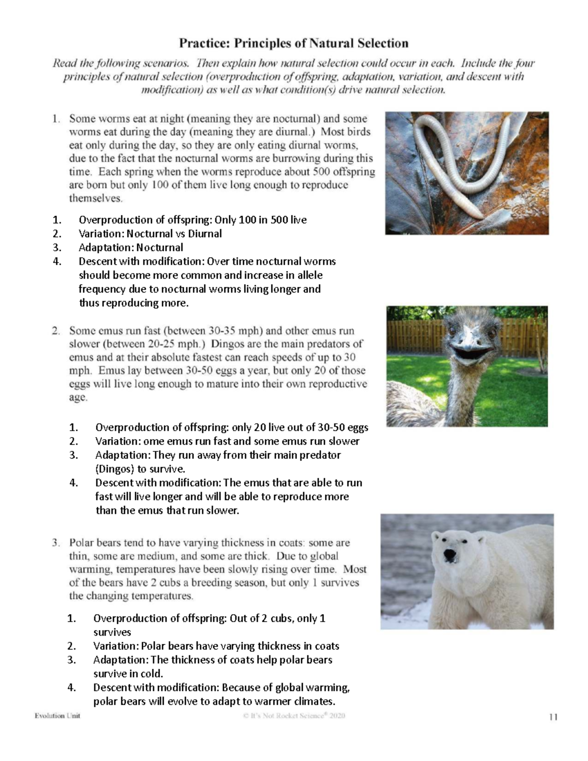 Practice on Natural Selection: Adaptation & Variation Insights ...