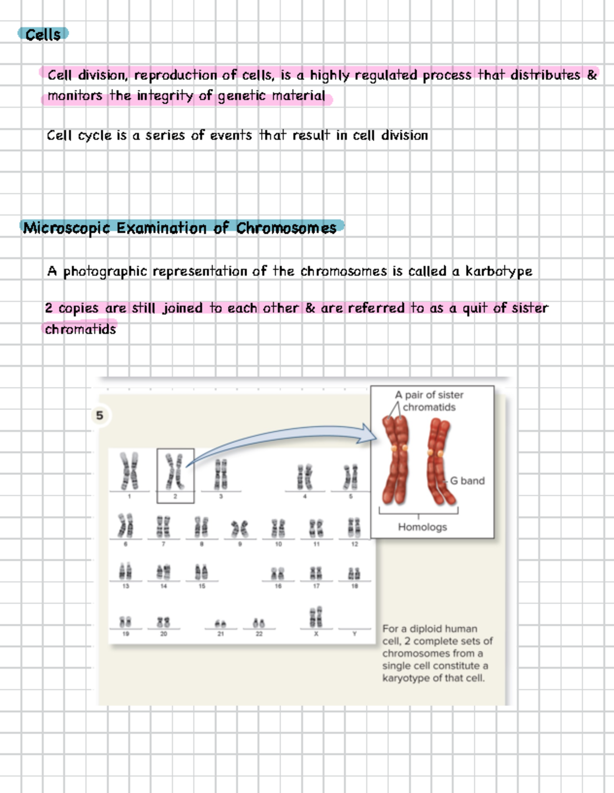 Mitotic Cell Division (Biology 101): Phases and Mechanisms Explained ...