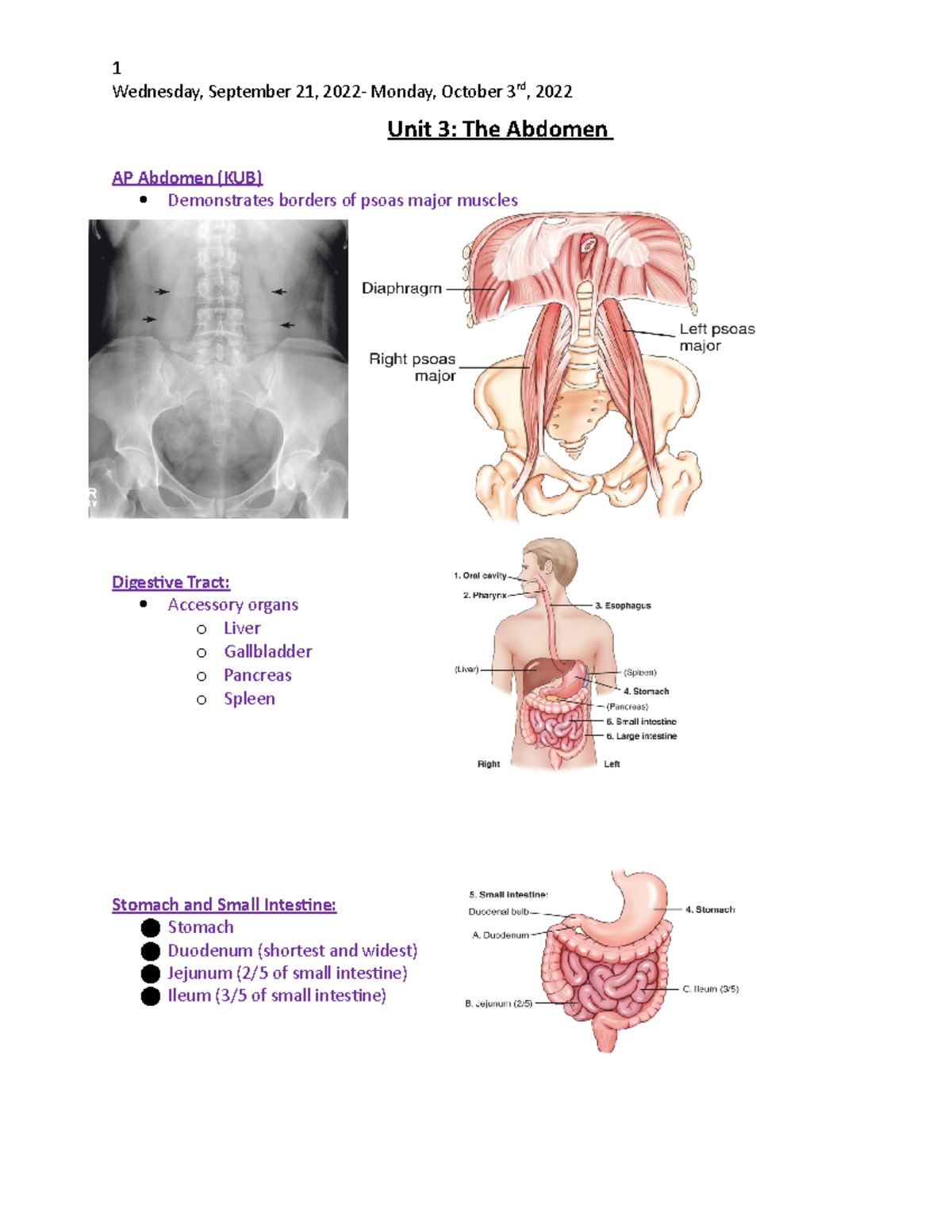 Unit 3: Comprehensive Abdomen Anatomy Notes (KUB) - Studocu