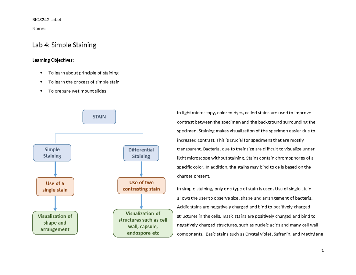 BIOS242 Week 2 Lab 4 Simple Stain-1 - Name: Lab 4: Simple Staining Learning Objectives: To learn ...