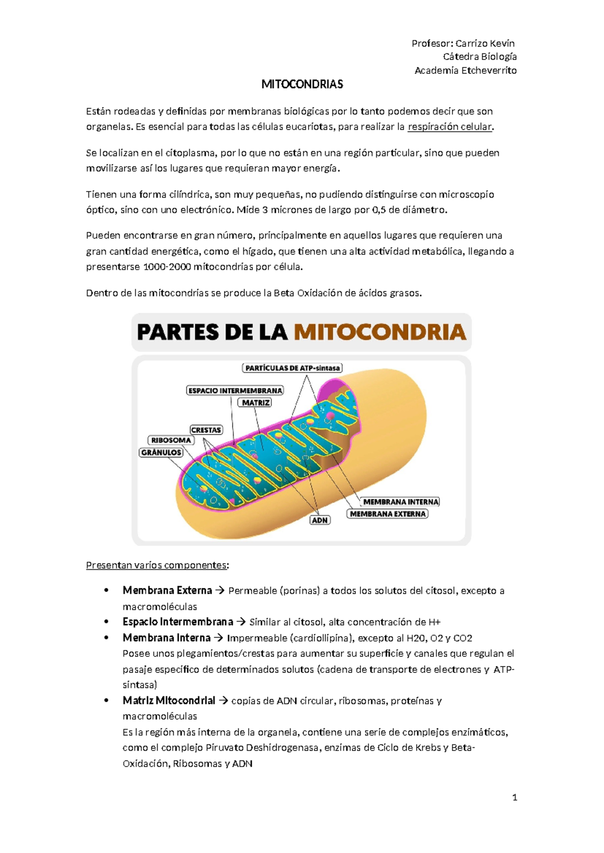 Notas de Clase: Mitocondrias - Biología (Cátedra Carrizo) - Studocu