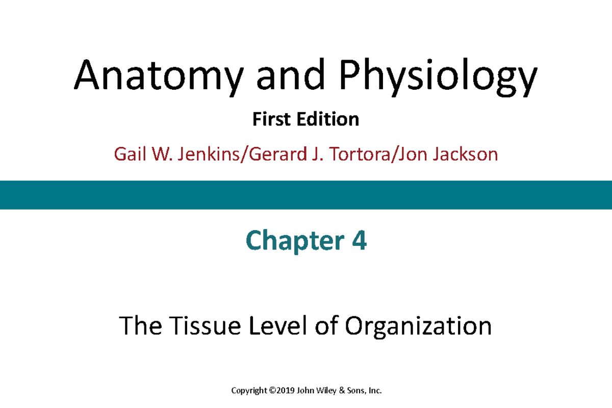 Anatomy & Physiology C04 Lecture: Tissue Level of Organization - Studocu