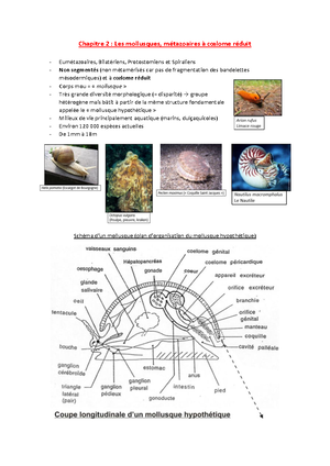 3. Les chordés - cours entier - Les chordés 1. Généralités Ce sont des ...