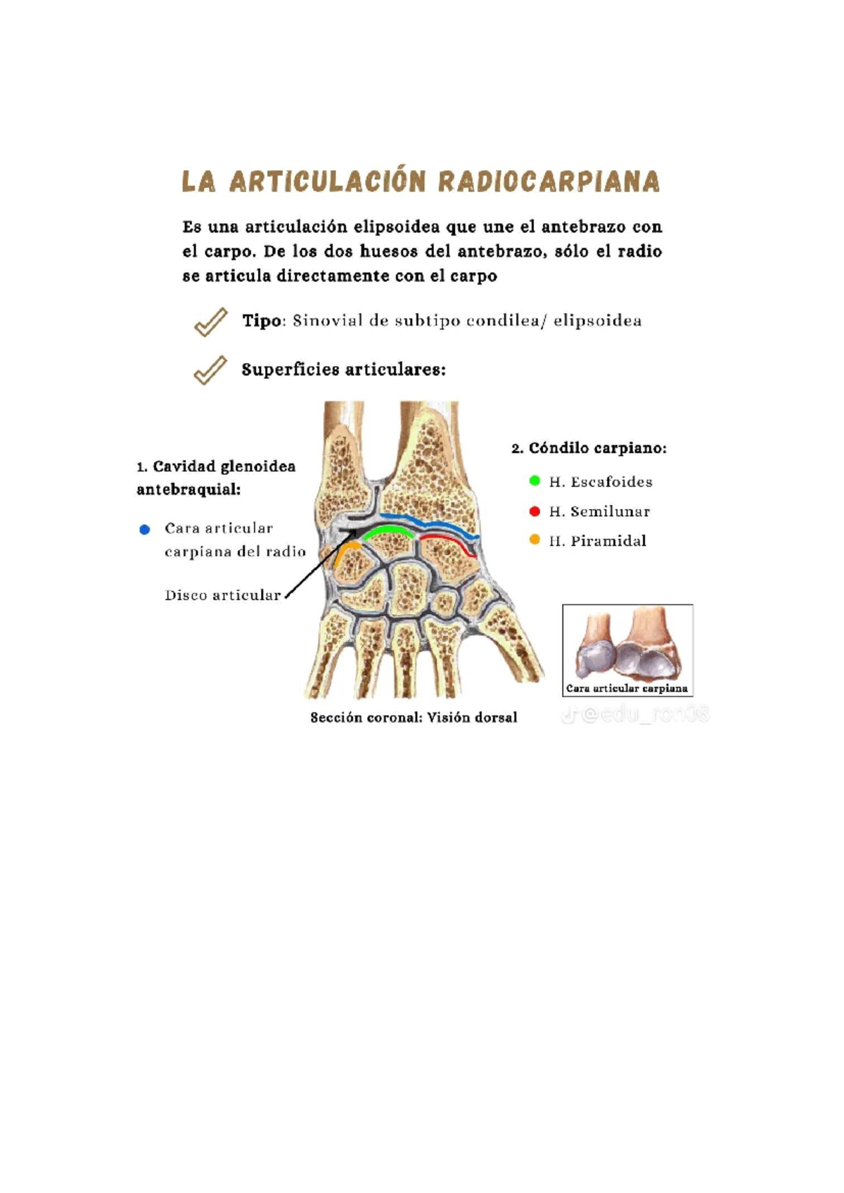LA ARTICULACIÓN RADIOCARPIANA: Estructura y Función en Anatomía - Studocu