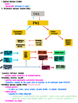The Nervous System: Comprehensive Guide on Action Potentials and Synapses - The Nervous System ...