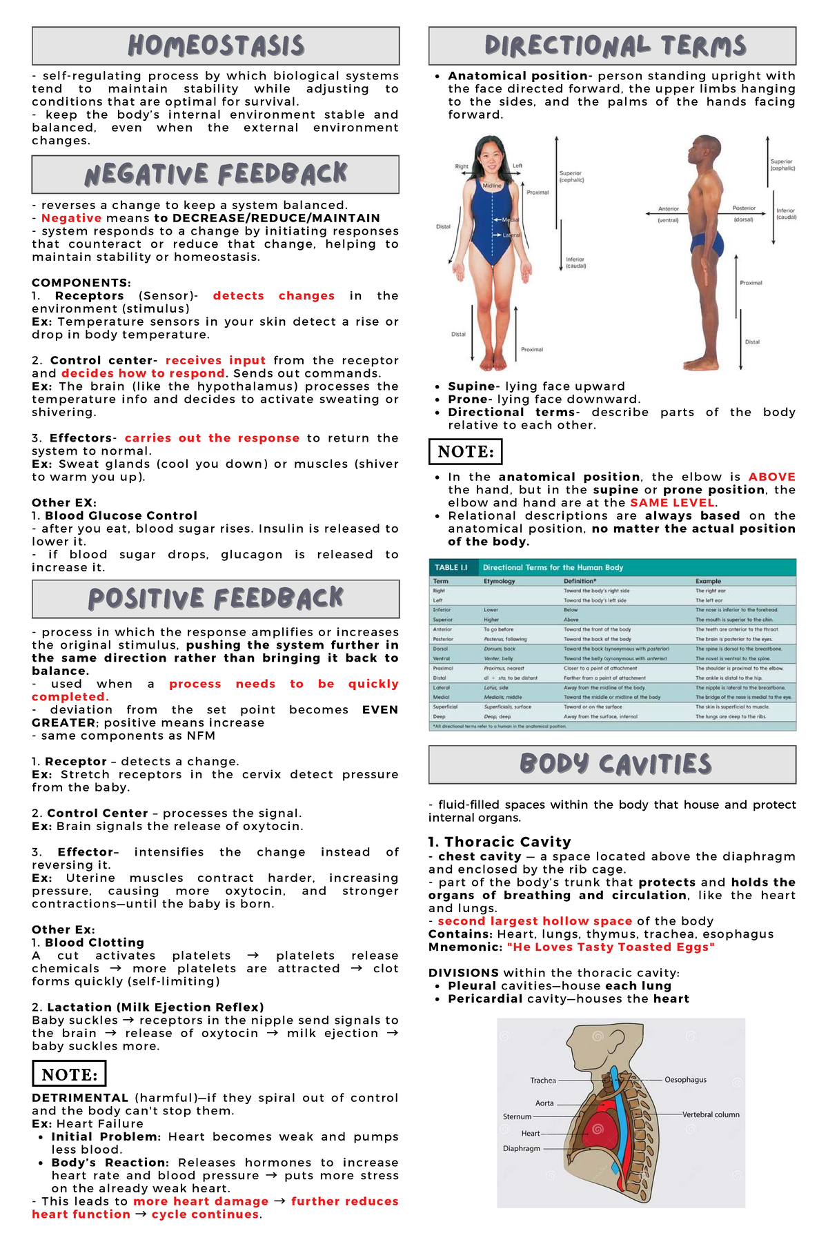 Anaphy Review: Homeostasis and Directional Terms in Biology - Studocu
