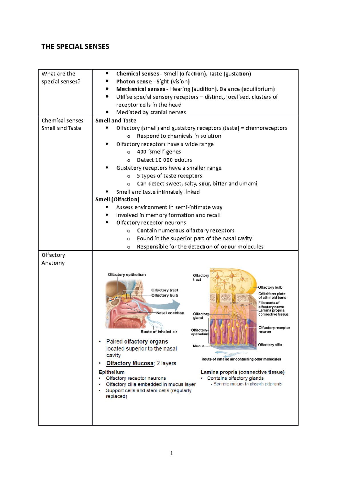 Week 9 Lecture on Special Senses in Human Anatomy & Physiology (ANAT101 ...