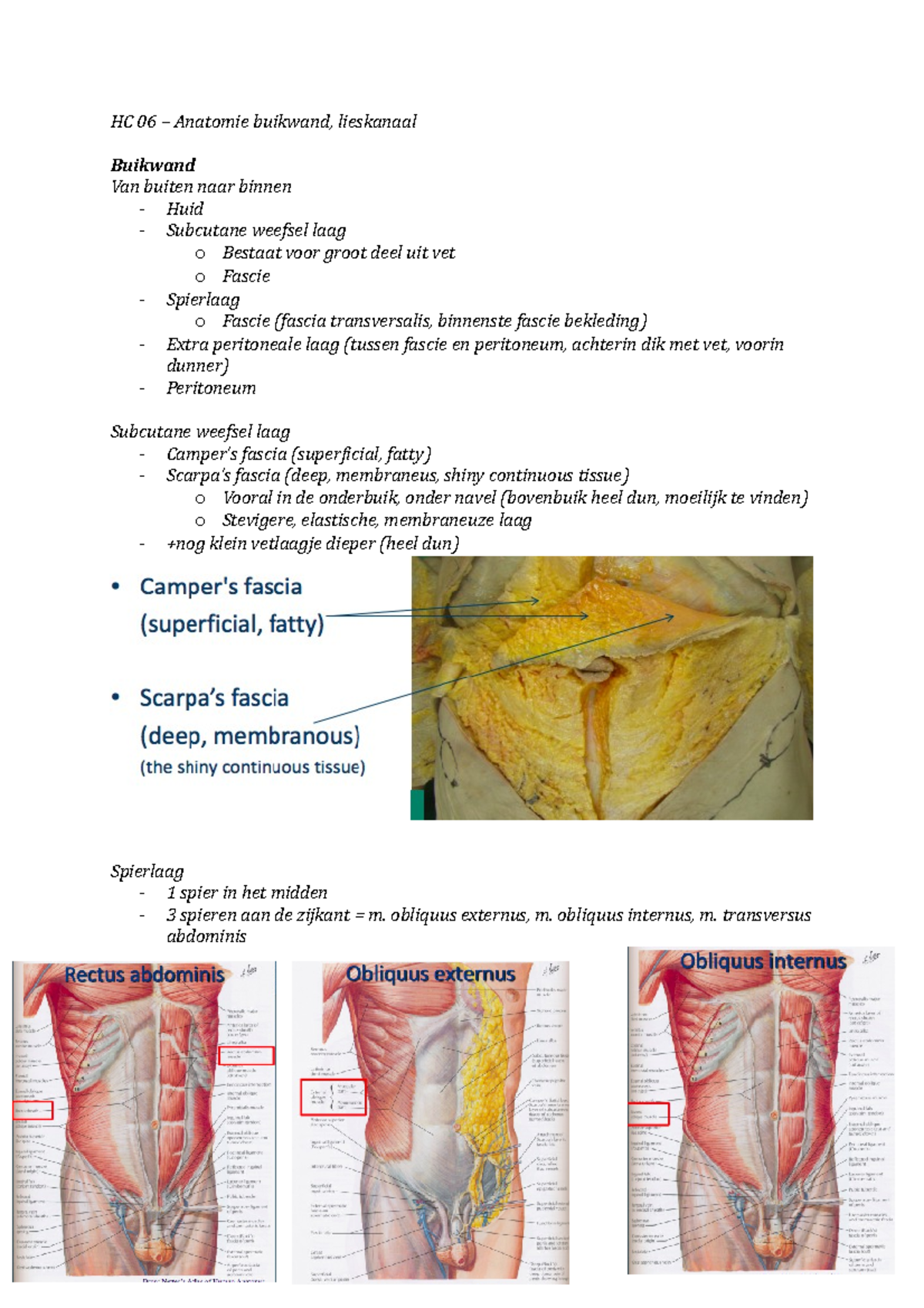 HC 06 – Anatomie van de Buikwand en Lieskanaal Overzicht - Studeersnel