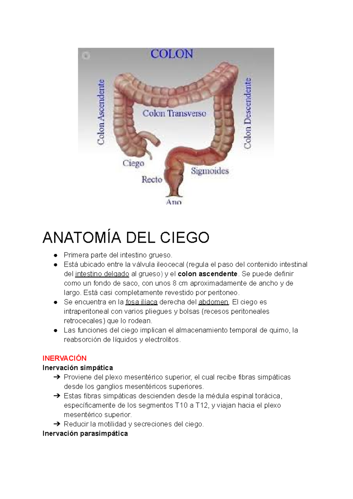 Anatomía del Ciego, Apéndice Vermiforme y Colon Ascendente - Morfo ...