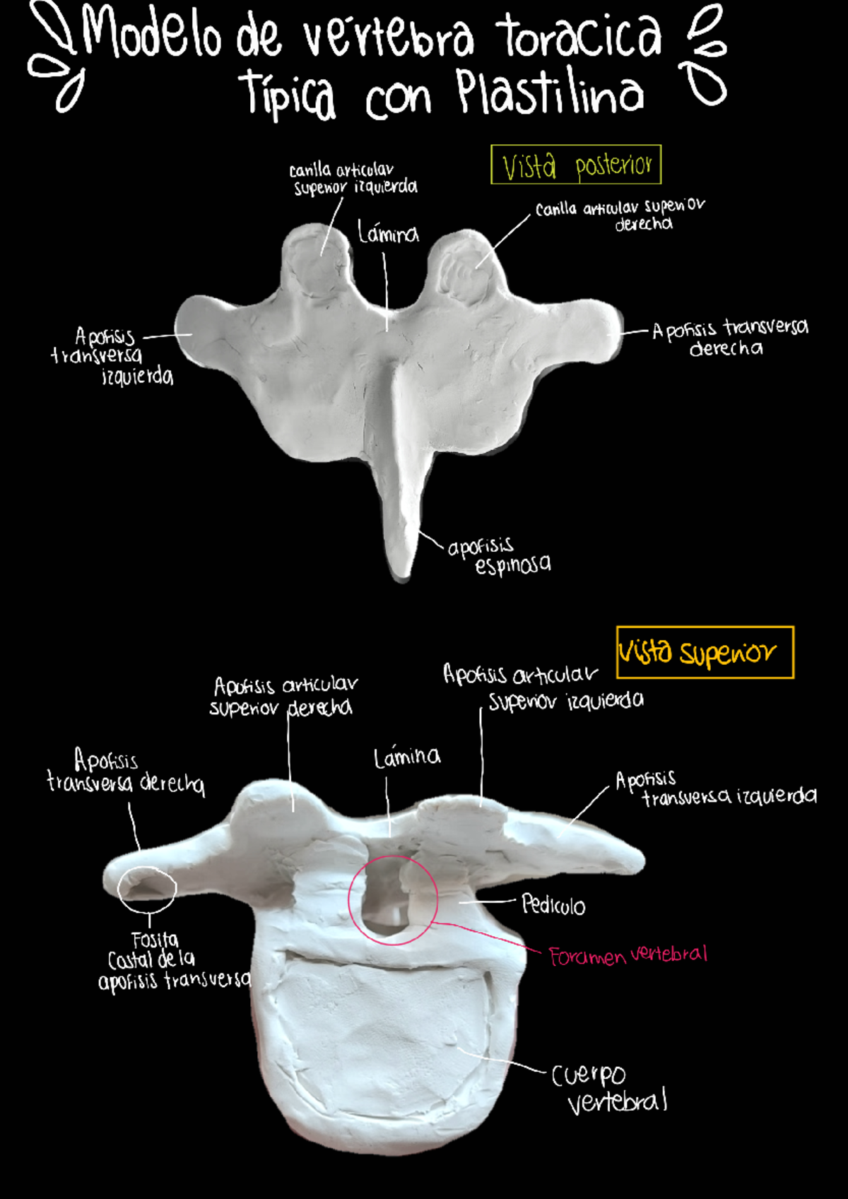 Notes 250123 153945 - Apunte vertebra toracica - Anatomía Humana I ...
