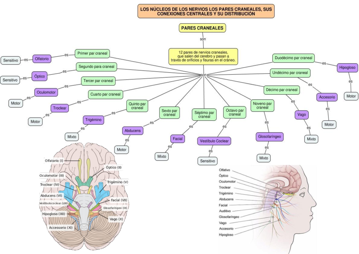 Mapas Conceptuales de los Pares craneales - Neurología - Warning: TT: undefined function: 32 ...
