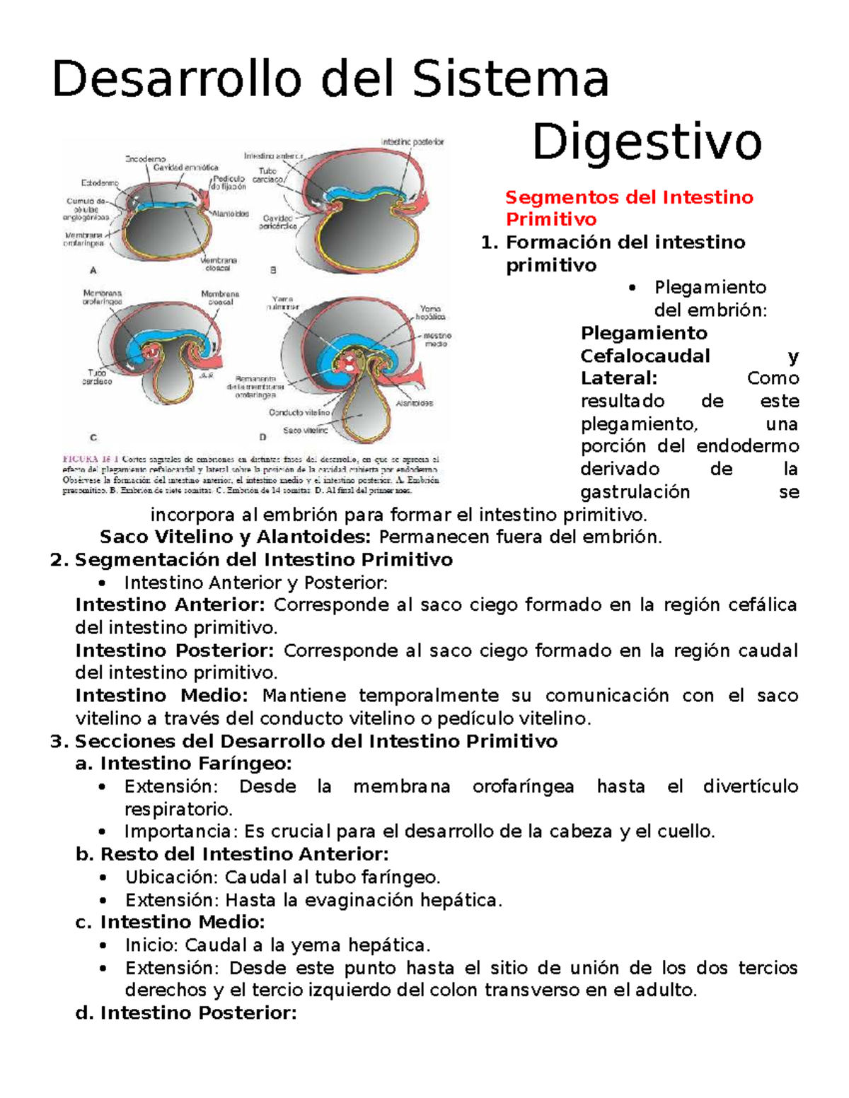 Desarrollo del Sistema Digestivo: Segmentos del Intestino Primitivo ...