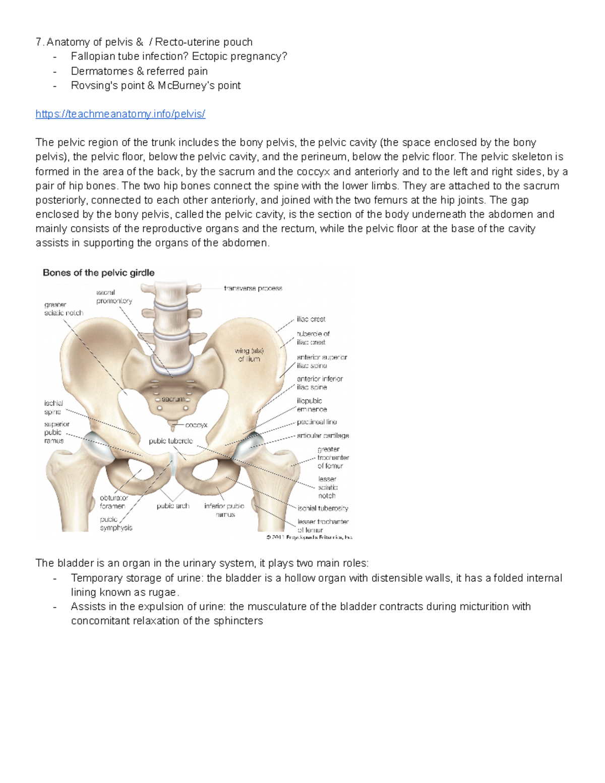 Anatomy of pelvis and retropouch - Anatomy of pelvis & / Recto-uterine ...