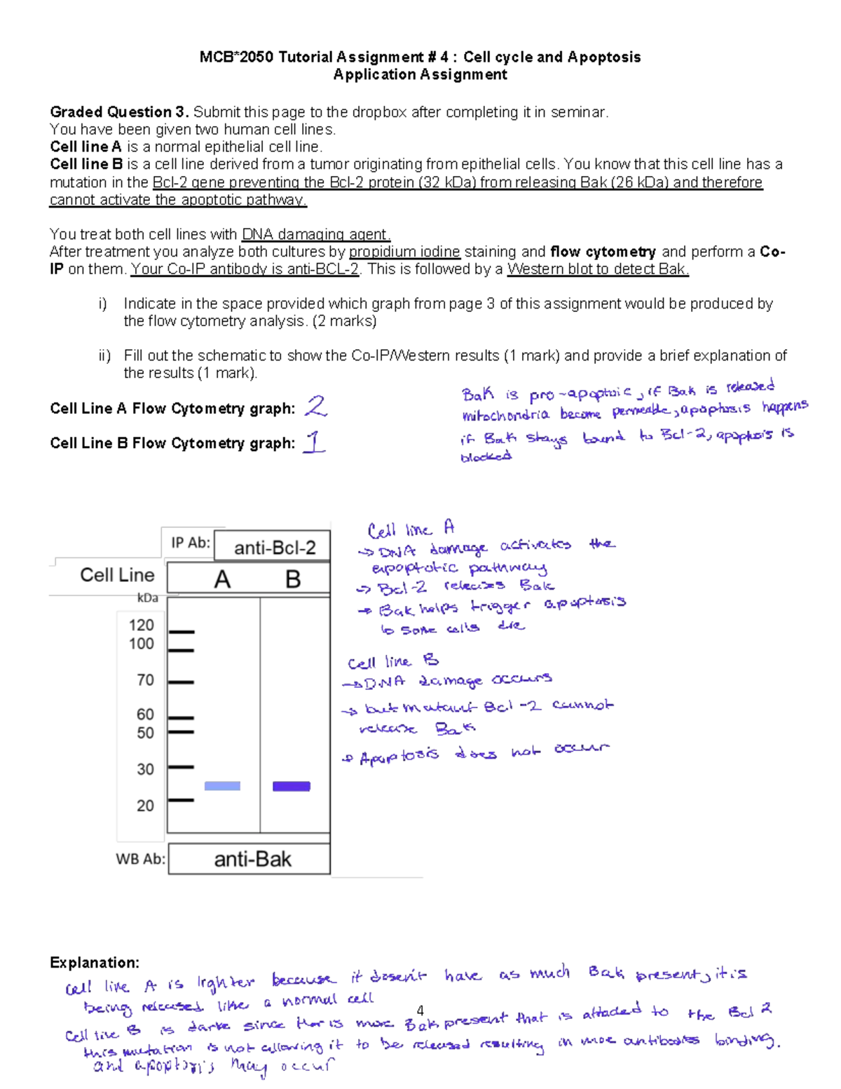 Tutorial Assignment 4: Cell Cycle & Apoptosis Analysis (Winter 2024 ...