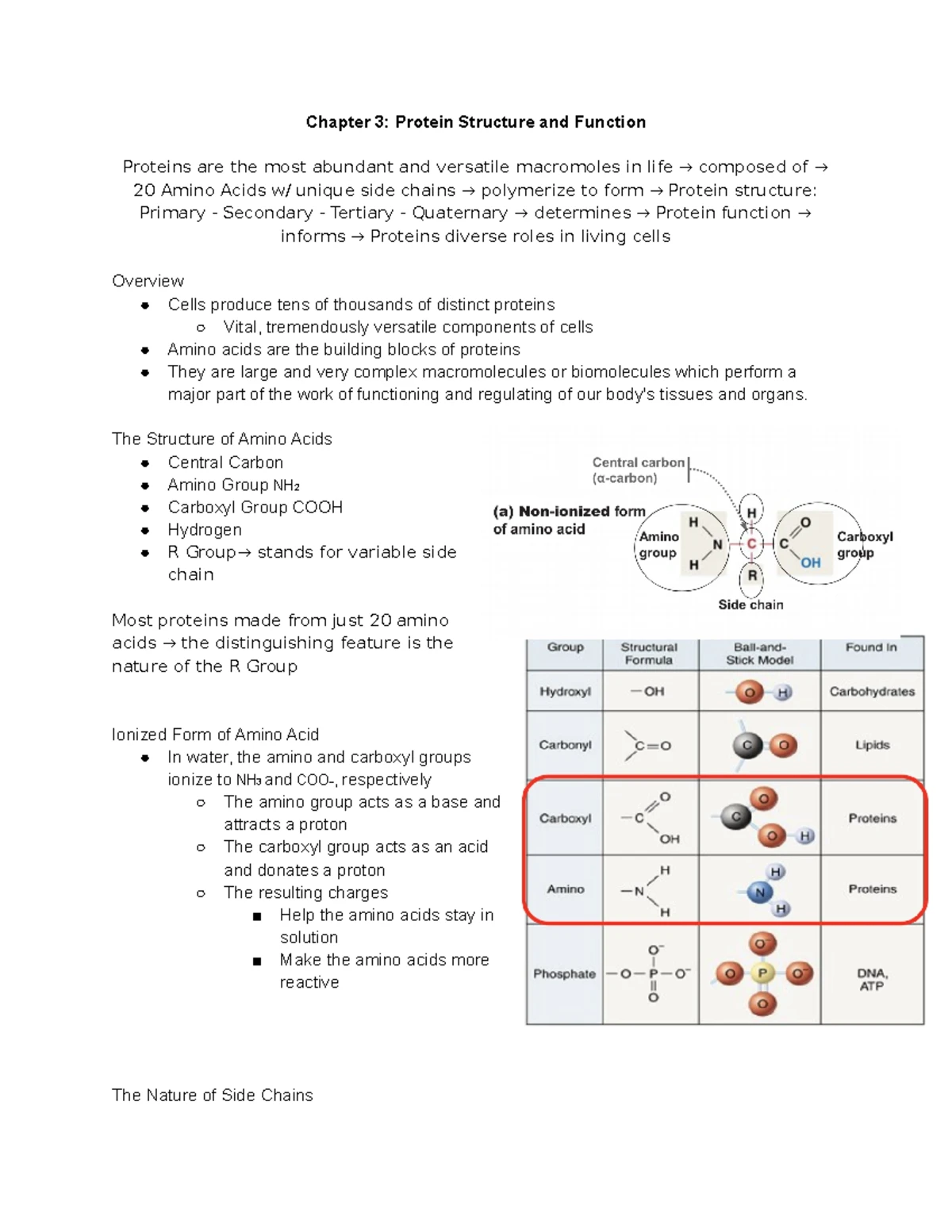 Understanding Macromolecules and Cell Structures: Key Concepts (BIO101 ...