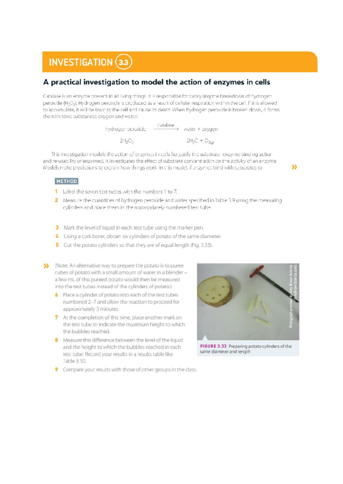 Enzyme Action Investigation: Modeling Catalase Activity in Cells - Studocu