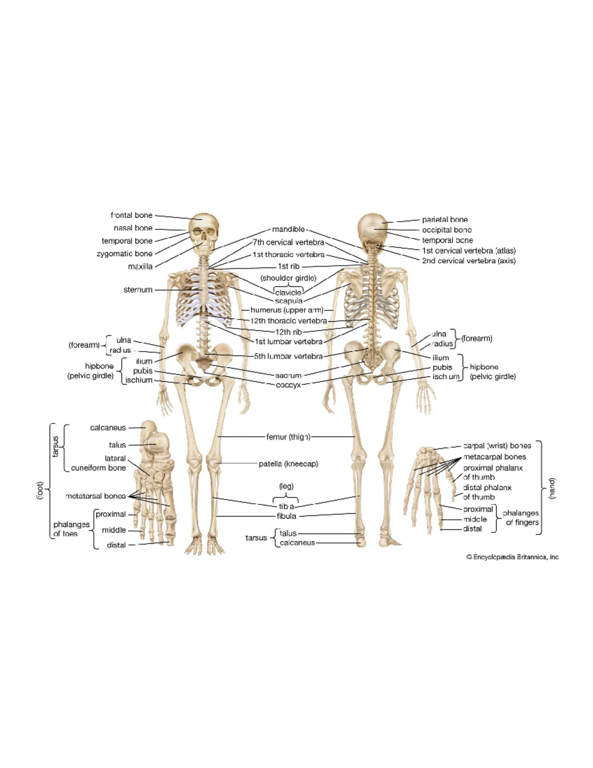 Human Skeleton: Parts, Functions, and Diagram - Anatomy Overview - Studocu