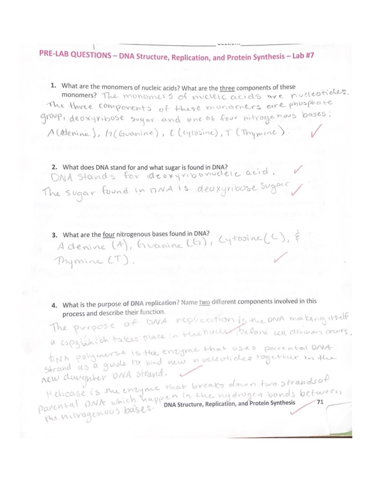 DNA Structure, Replication, and Protein Synthesis Lab #7 Questions ...