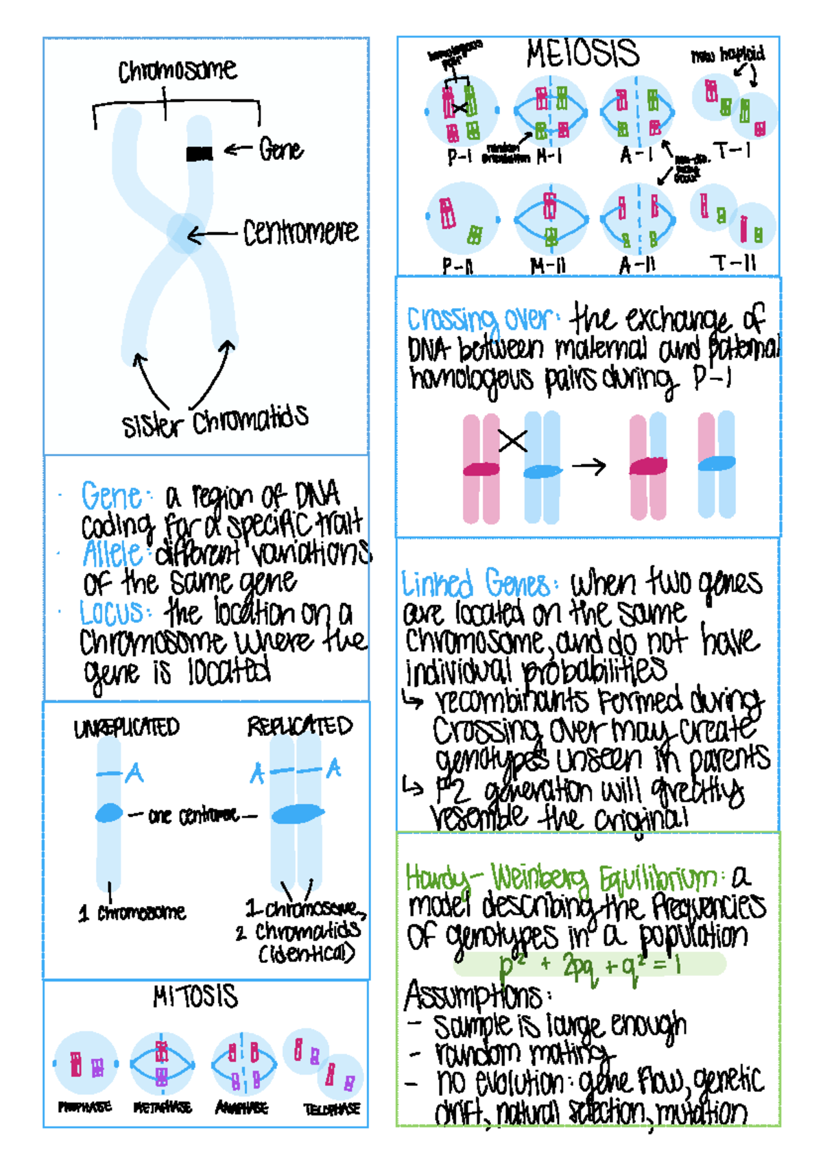 Biology 101: Final Review on Mitosis, Meiosis, and Evolution Concepts ...