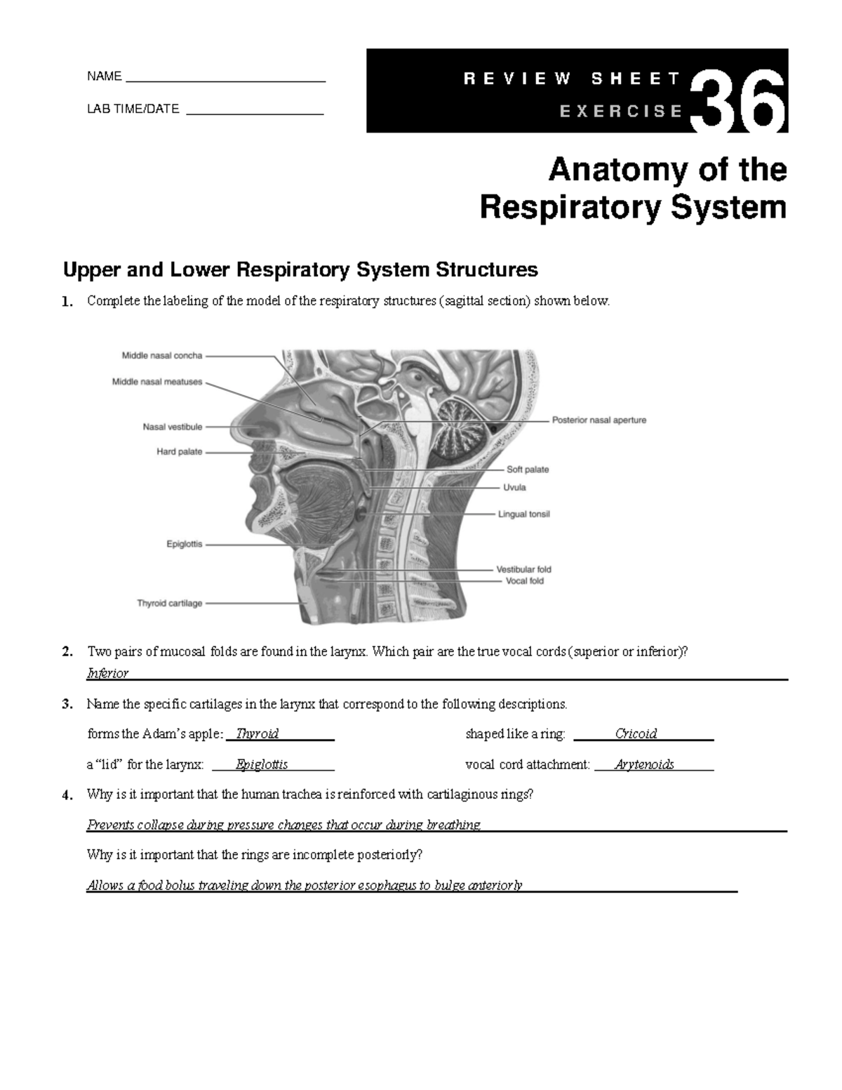 Anatomy of the Respiratory System - Exercise 36 Review Sheet - Studocu