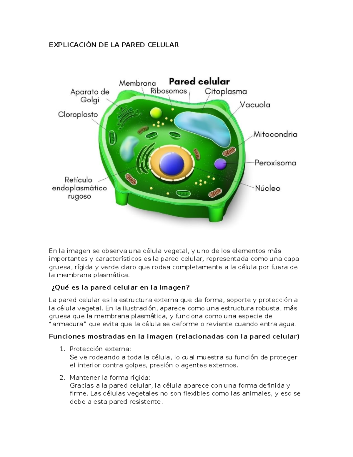 Explicación de la Pared Celular en Células Vegetales - Studocu