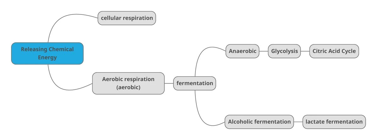 Concept map module 5 - classwork - bio102 - DNA structure and function ...