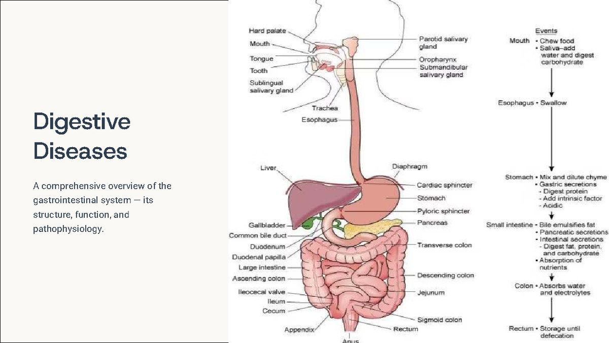 Digestive Diseases (GI 101): Comprehensive Overview of the GI System ...