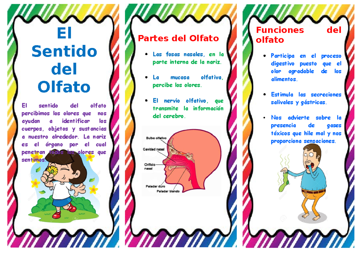 Sentido DEL Olfato - SSGTGRRES - El Sentido del Olfato El sentido del ...