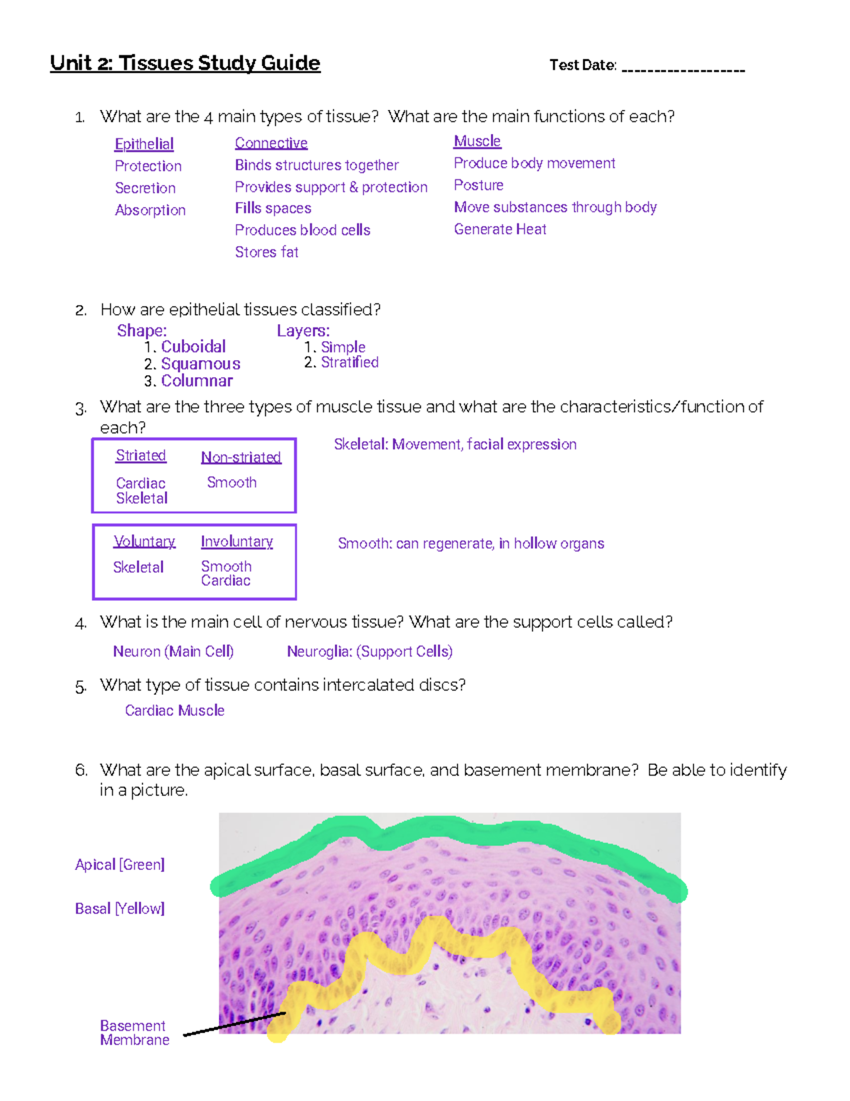 Unit 2: Tissues Study Guide for A&P Exam - Studocu